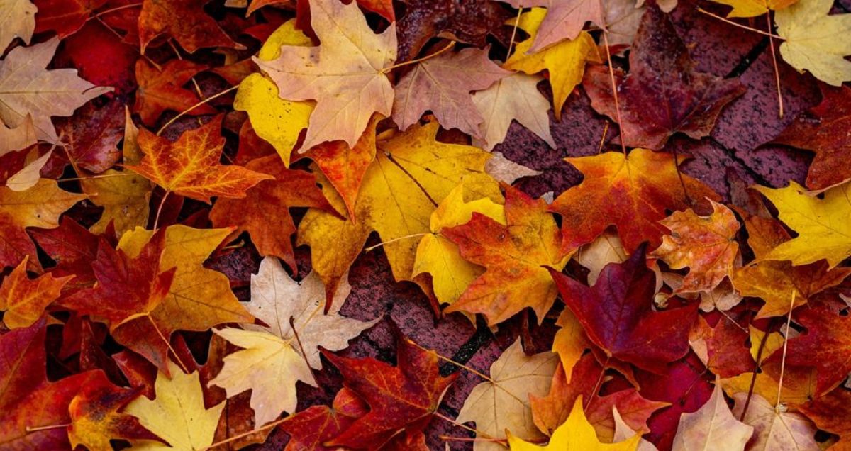 Kviz o jeseni: Možeš li imati 7/7 na ovom kvizu? | Take the Quiz | QuizMaker