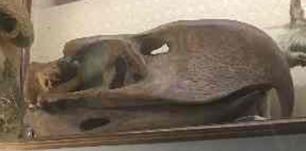 Goo, Guts and Gore Quiz | Take the Quiz | QuizMaker