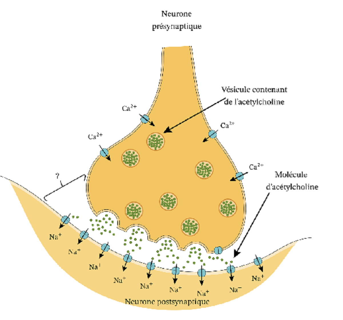 La synapse | Take the Quiz | QuizMaker
