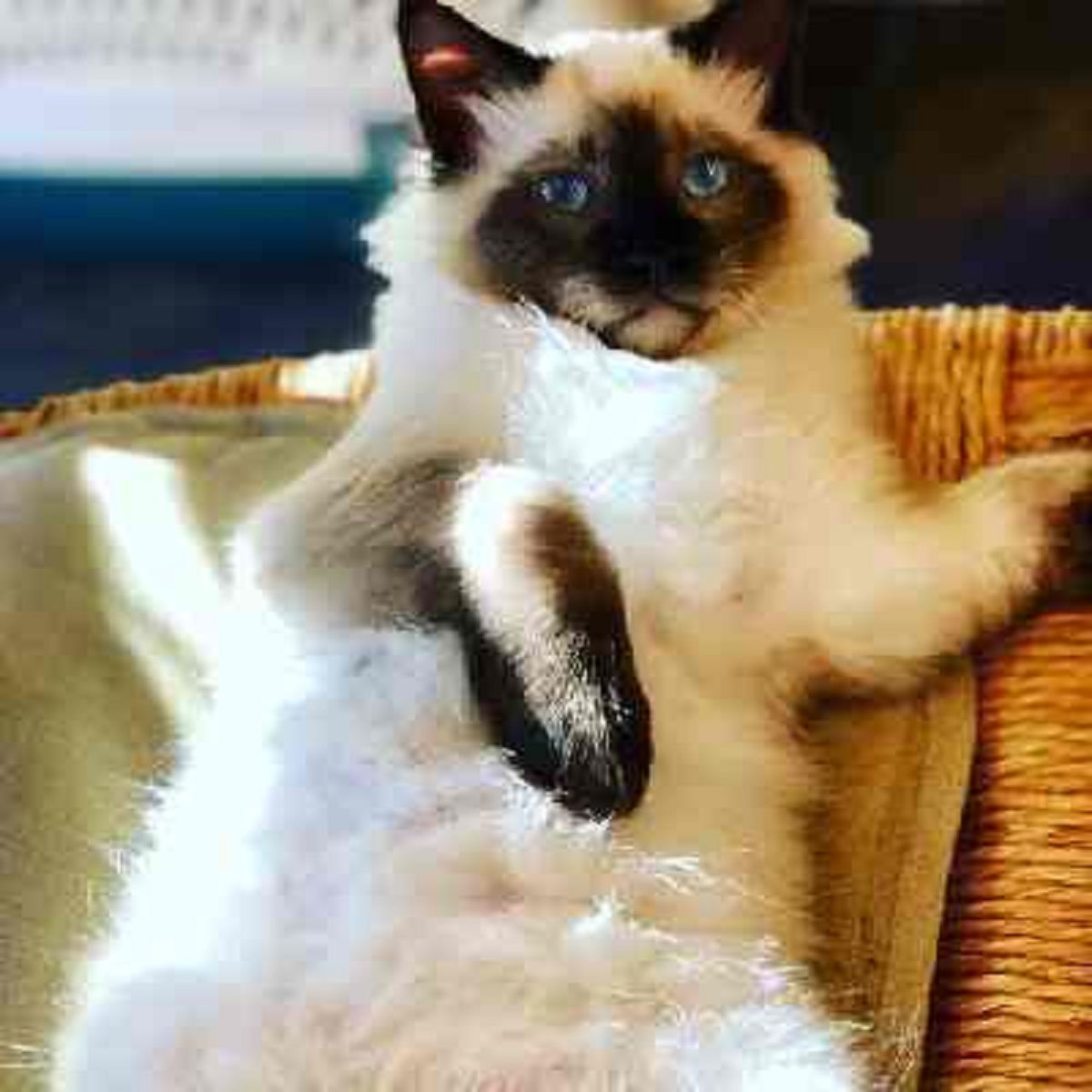 Match the Pet with the Owner | Take the Quiz | QuizMaker