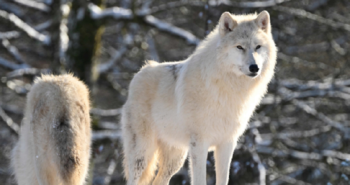 Arktika | Take the Quiz | QuizMaker