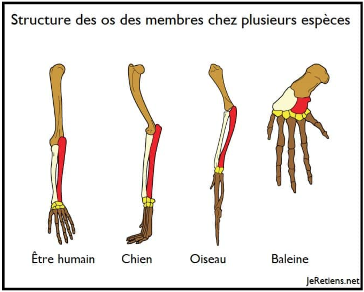 Les preuves de l'évolution | Take the Quiz | QuizMaker